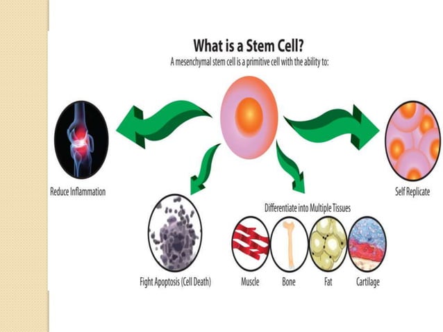 Stem cell therapy | PPTX | Biological Sciences | Science