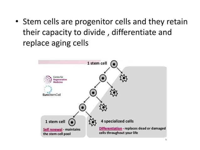 Stem cell therapy | PPT
