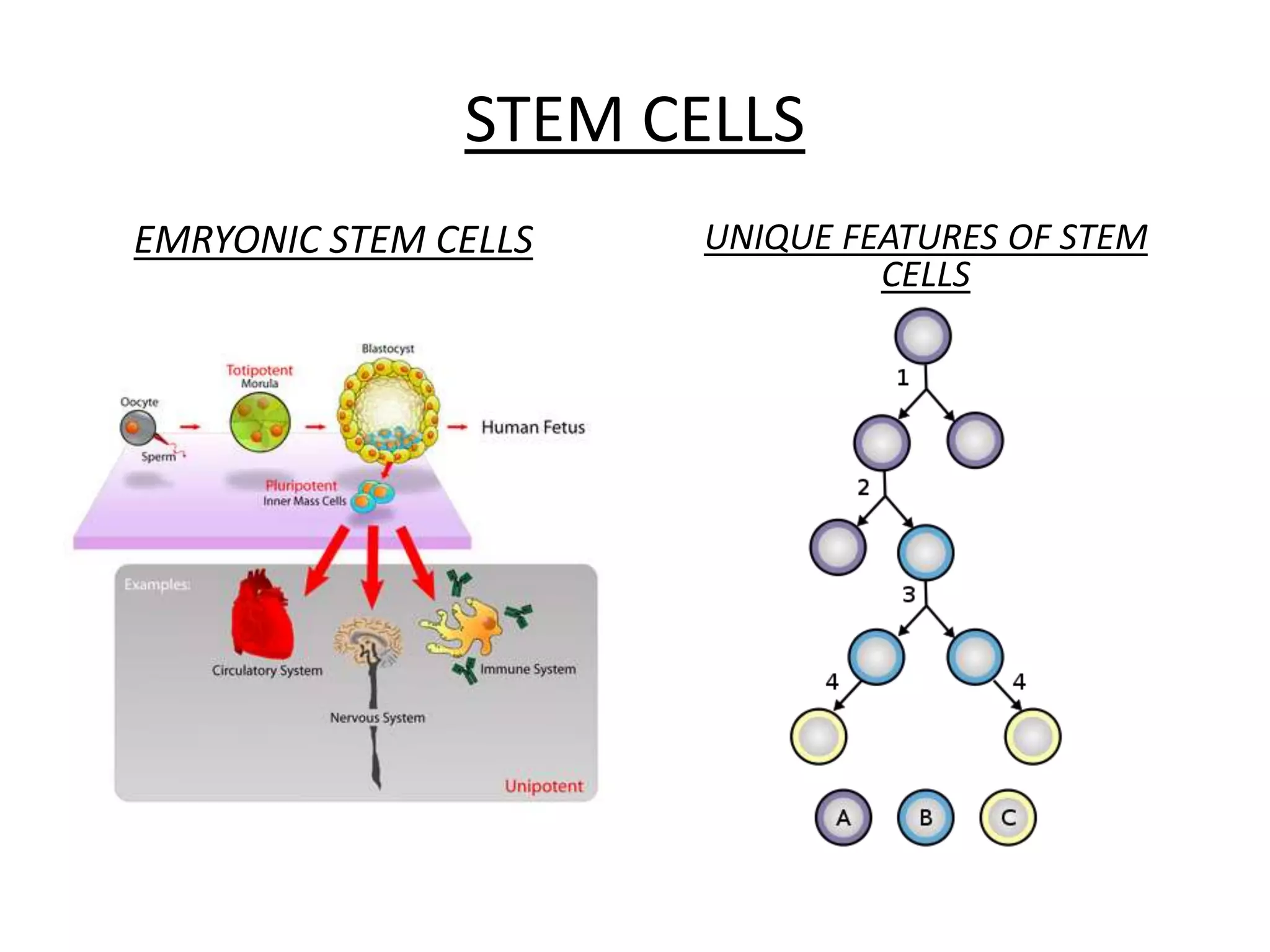 Stem cell therapy in cleft lip and palate | PPTX