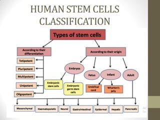 Stemcell therapy Pharmacology | PDF