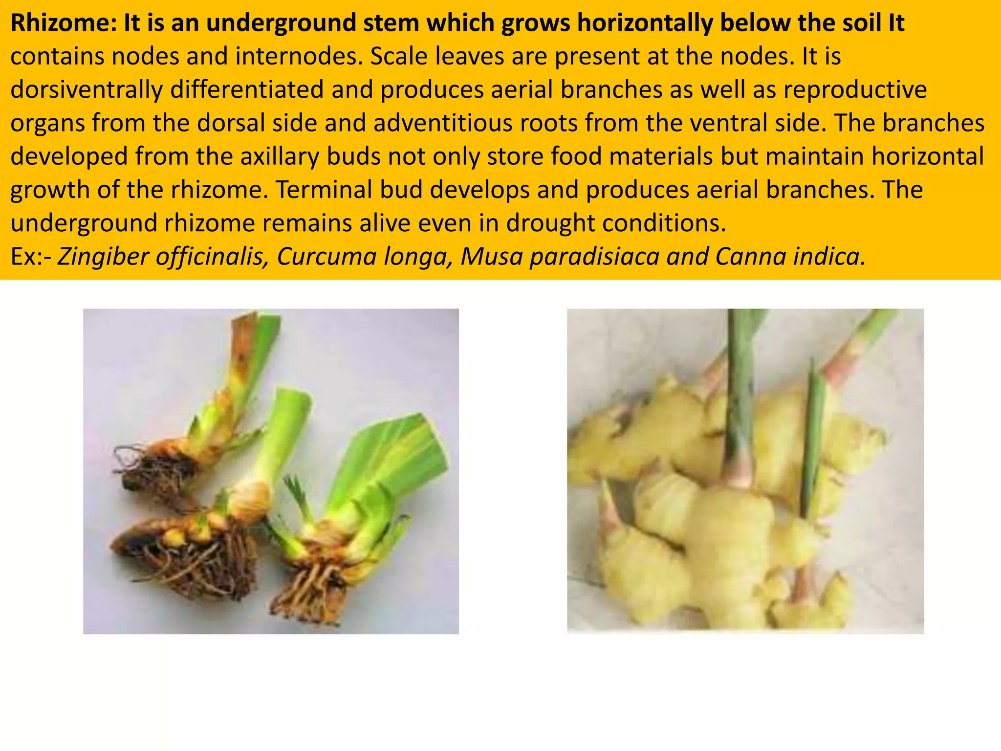 Stem characteristics, functions and modifications | PPTX