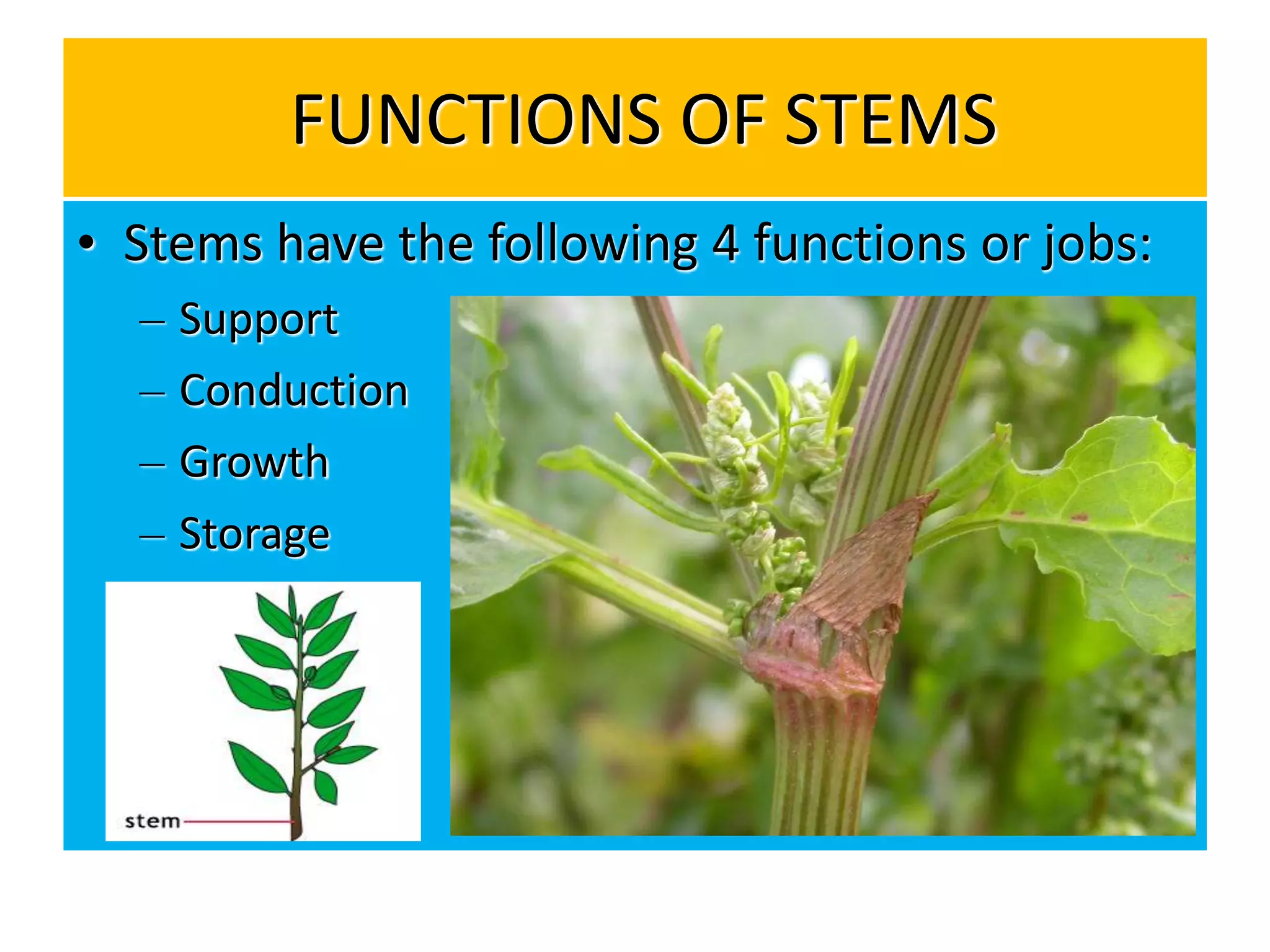 Stem characteristics, functions and modifications | PPTX