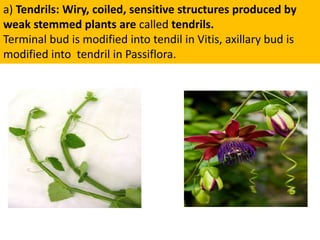 Stem characteristics, functions and modifications | PPTX