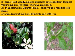 Stem characteristics, functions and modifications | PPTX