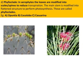 Stem characteristics, functions and modifications | PPTX