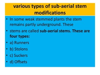 Stem characteristics, functions and modifications | PPTX