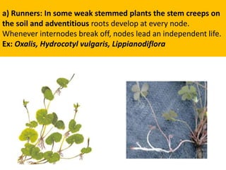 Stem characteristics, functions and modifications | PPTX