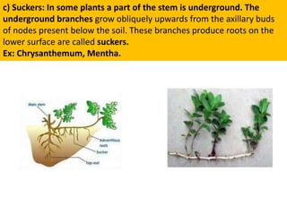 Stem characteristics, functions and modifications | PPTX