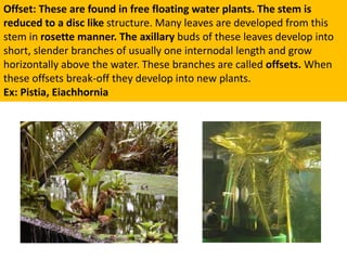 Stem characteristics, functions and modifications | PPTX
