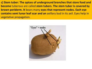 Stem characteristics, functions and modifications | PPTX