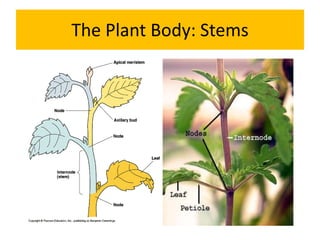 Stem characteristics, functions and modifications | PPTX