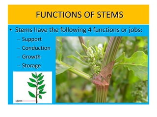 Stem characteristics, functions and modifications | PPTX