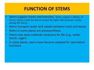 Stem characteristics, functions and modifications | PPTX