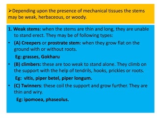 Stem characteristics, functions and modifications | PPTX