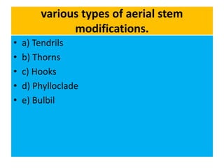 Stem characteristics, functions and modifications | PPTX