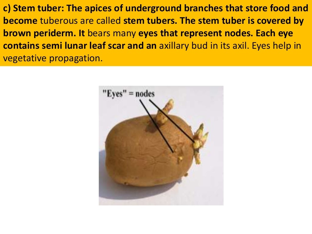 Stem characteristics, functions and modifications Stem characteristics, functions and modifications