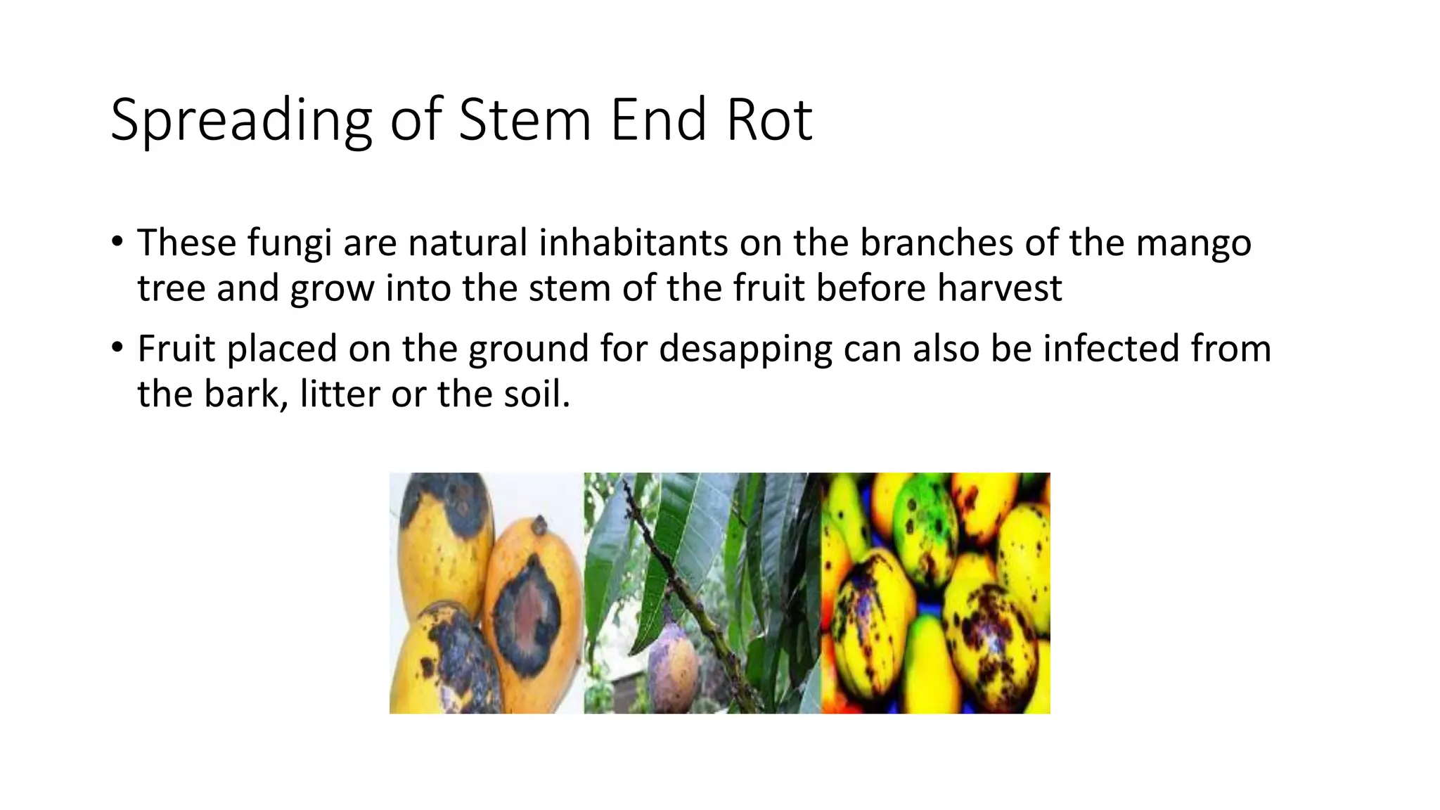 Stem end rot of mango | PDF