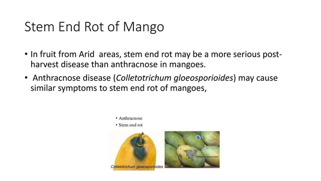Stem end rot of mango | PDF | Gardening | Home & Garden
