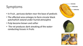 Stem end rot of mango | PDF