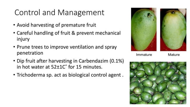 Stem end rot of mango | PDF | Gardening | Home & Garden