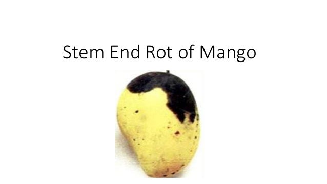 Stem end rot of mango