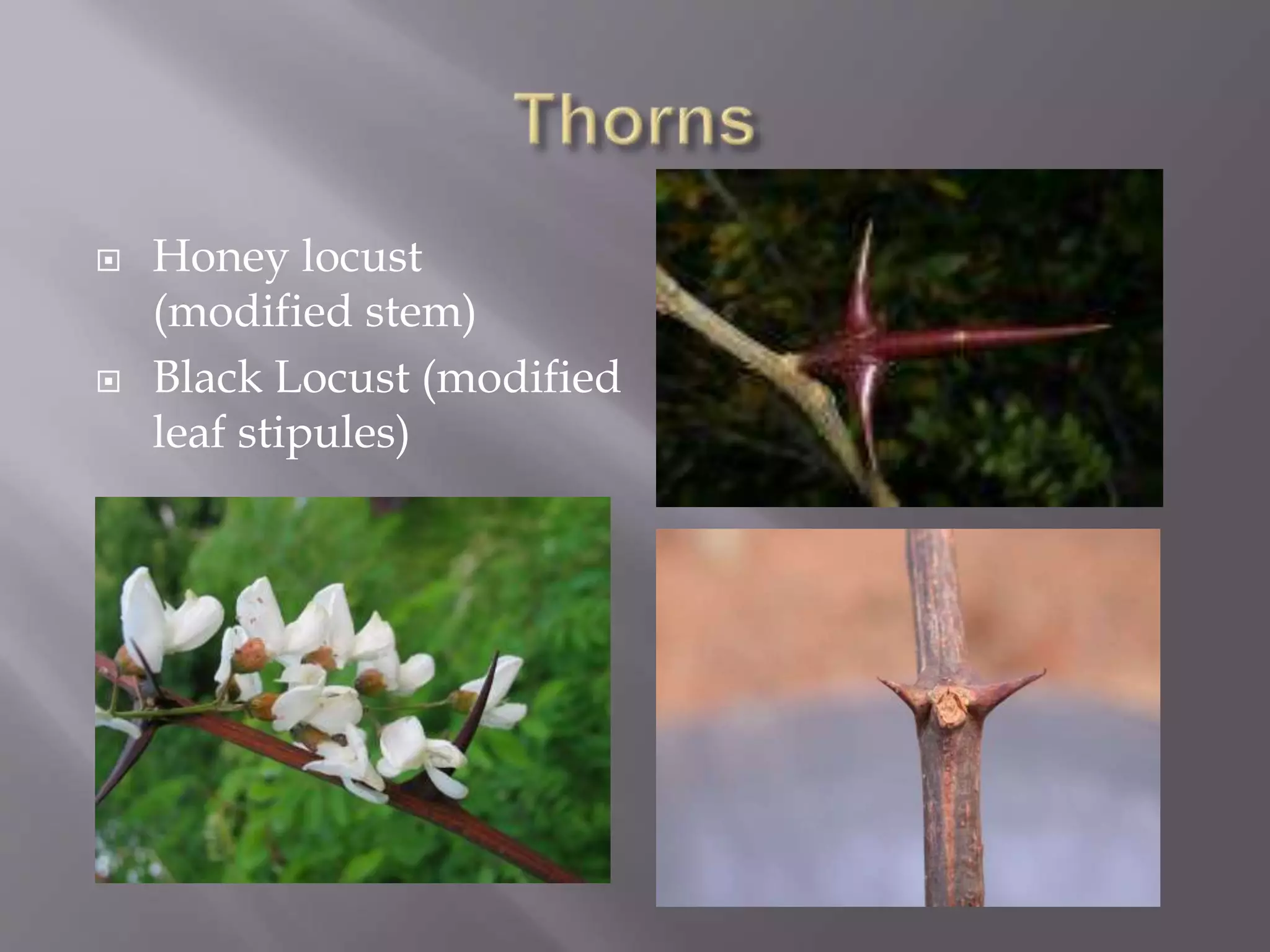 Stem Functions And its modifications | PPTX