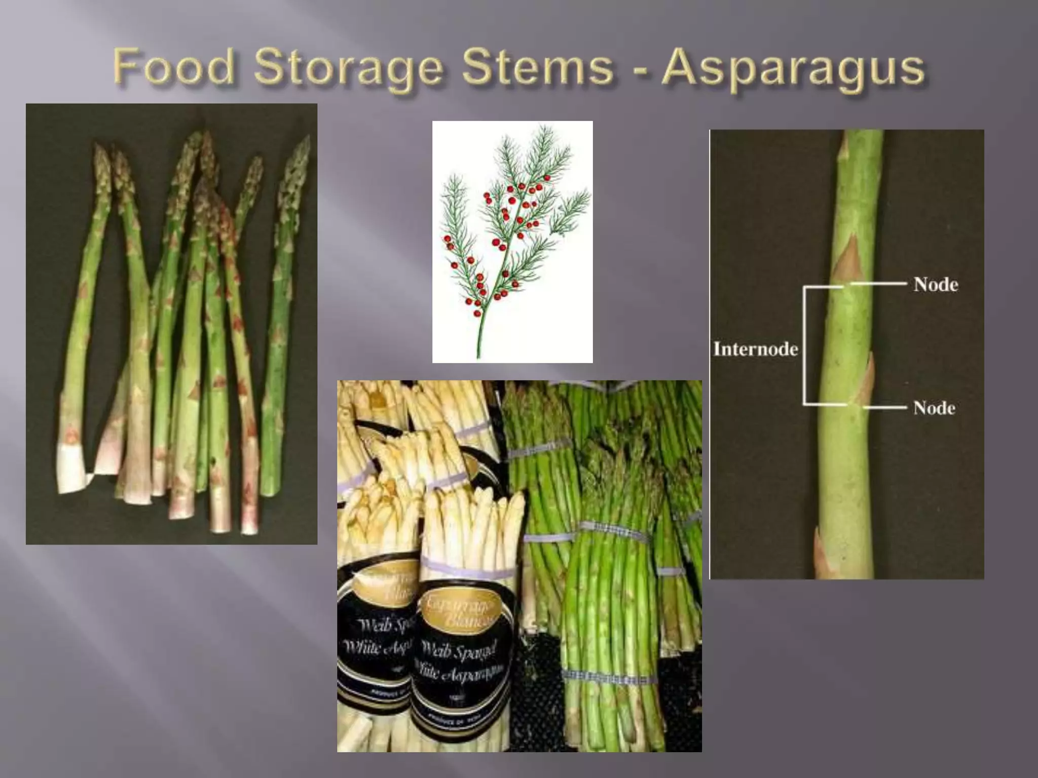 Stem Functions And its modifications | PPTX