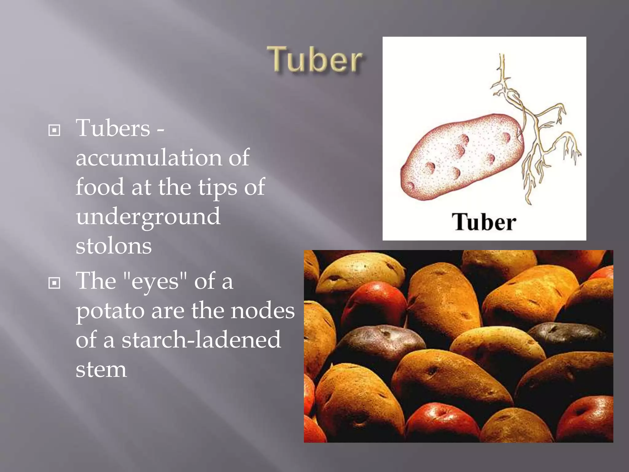 Stem Functions And its modifications | PPTX