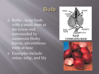 Stem Functions And its modifications | PPTX