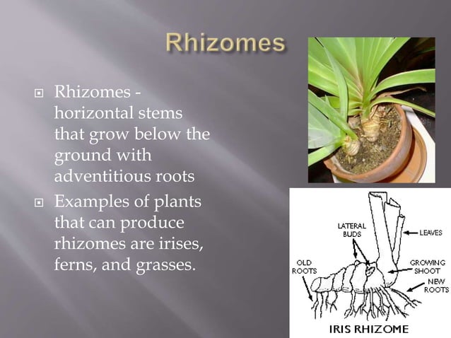 Stem Functions And its modifications | PPTX | Gardening | Home & Garden