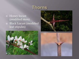 Stem Functions And its modifications | PPTX