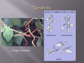Stem Functions And its modifications | PPTX