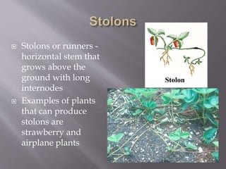 Stem Functions And its modifications | PPTX