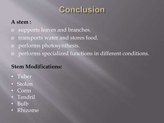 Stem Functions And its modifications | PPTX