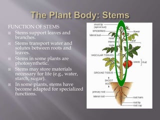 Stem Functions And its modifications | PPTX