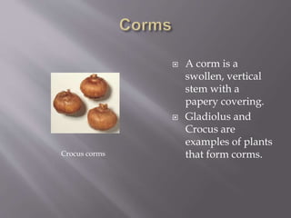 Stem Functions And its modifications | PPTX