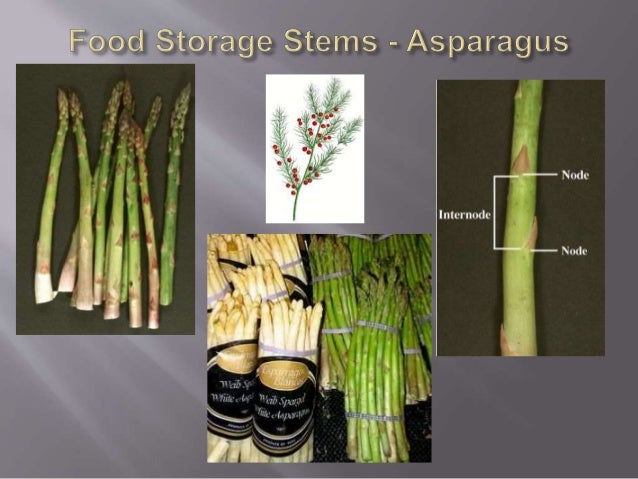 Stem Functions And Its Modifications