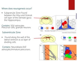 stem cell and Traumatic brain injury | PPT