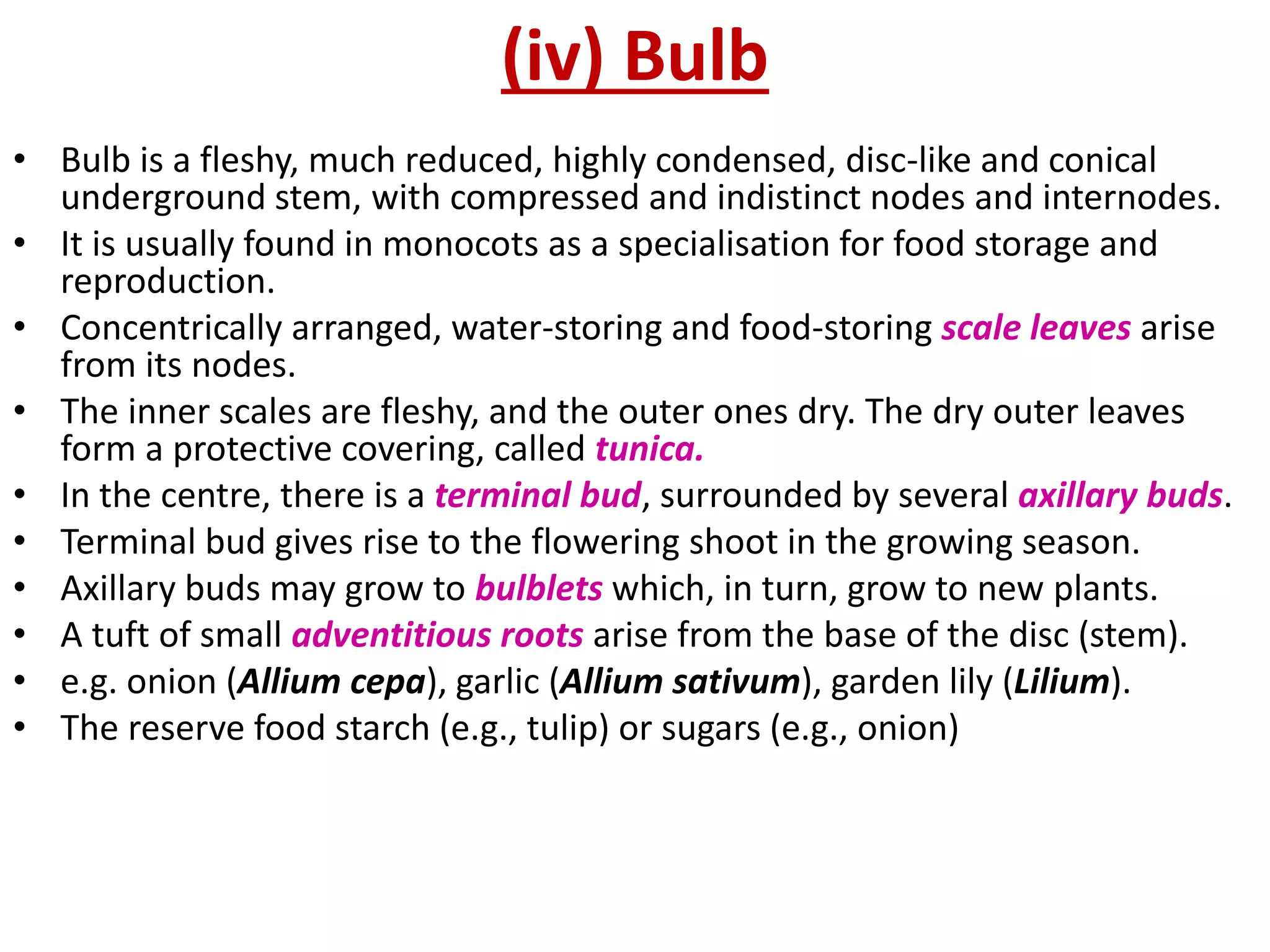 Stem modifications | PPTX