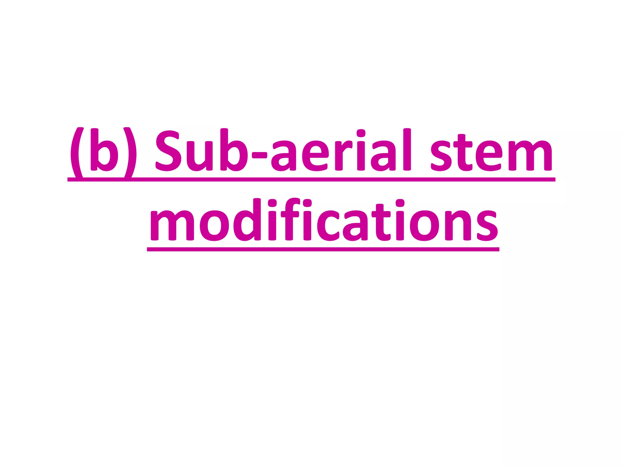 Stem modifications | PPTX