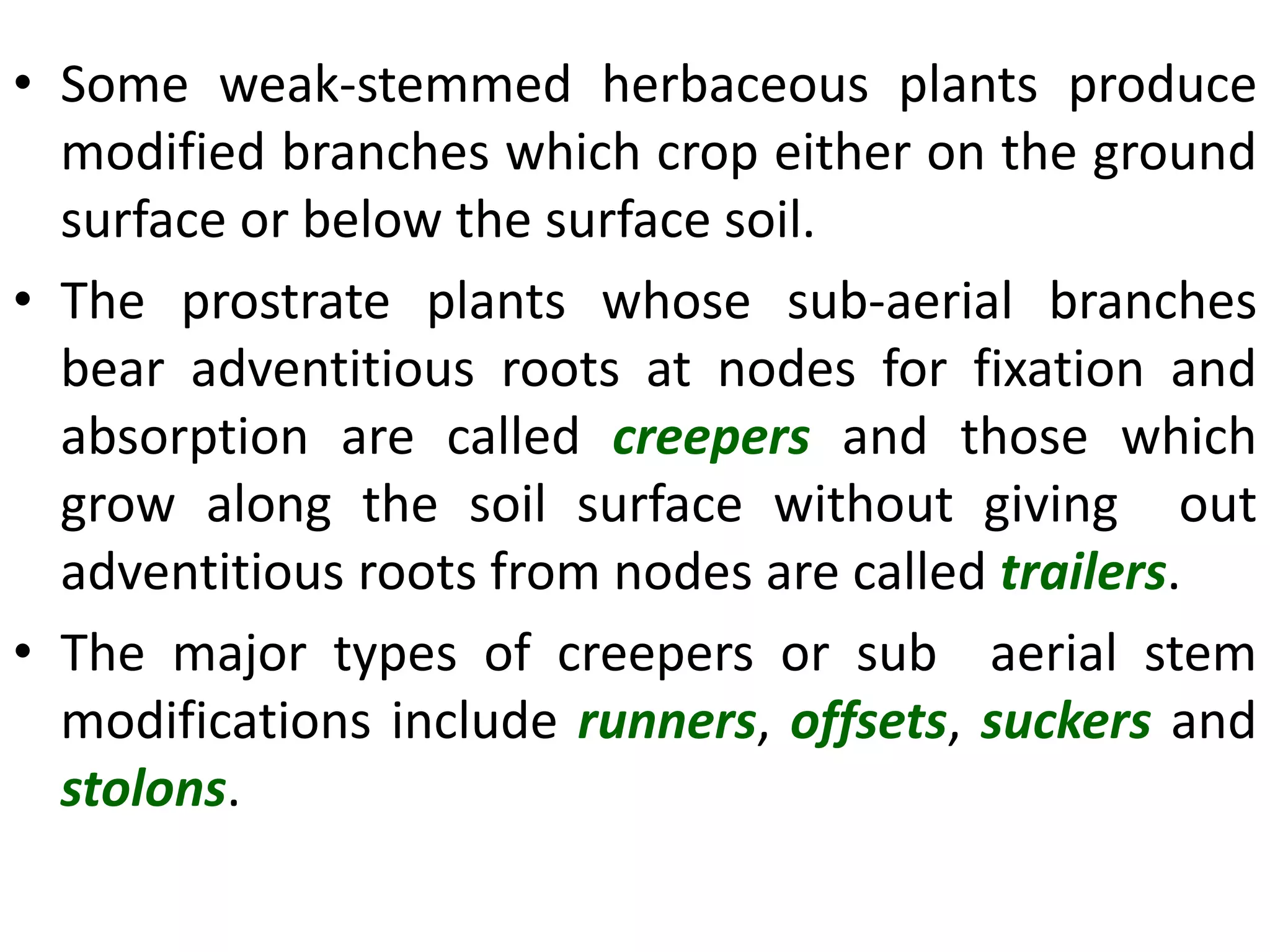 Stem modifications | PPTX