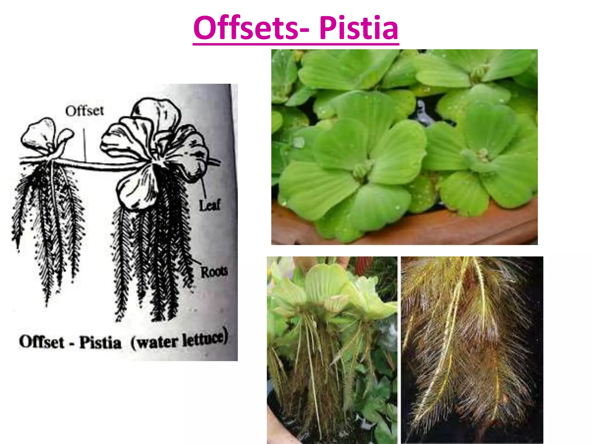 Stem modifications | PPTX