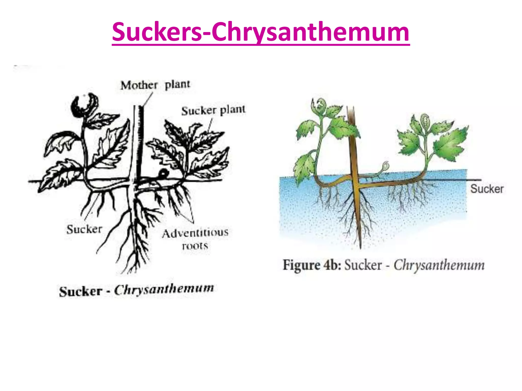 Stem modifications | PPTX