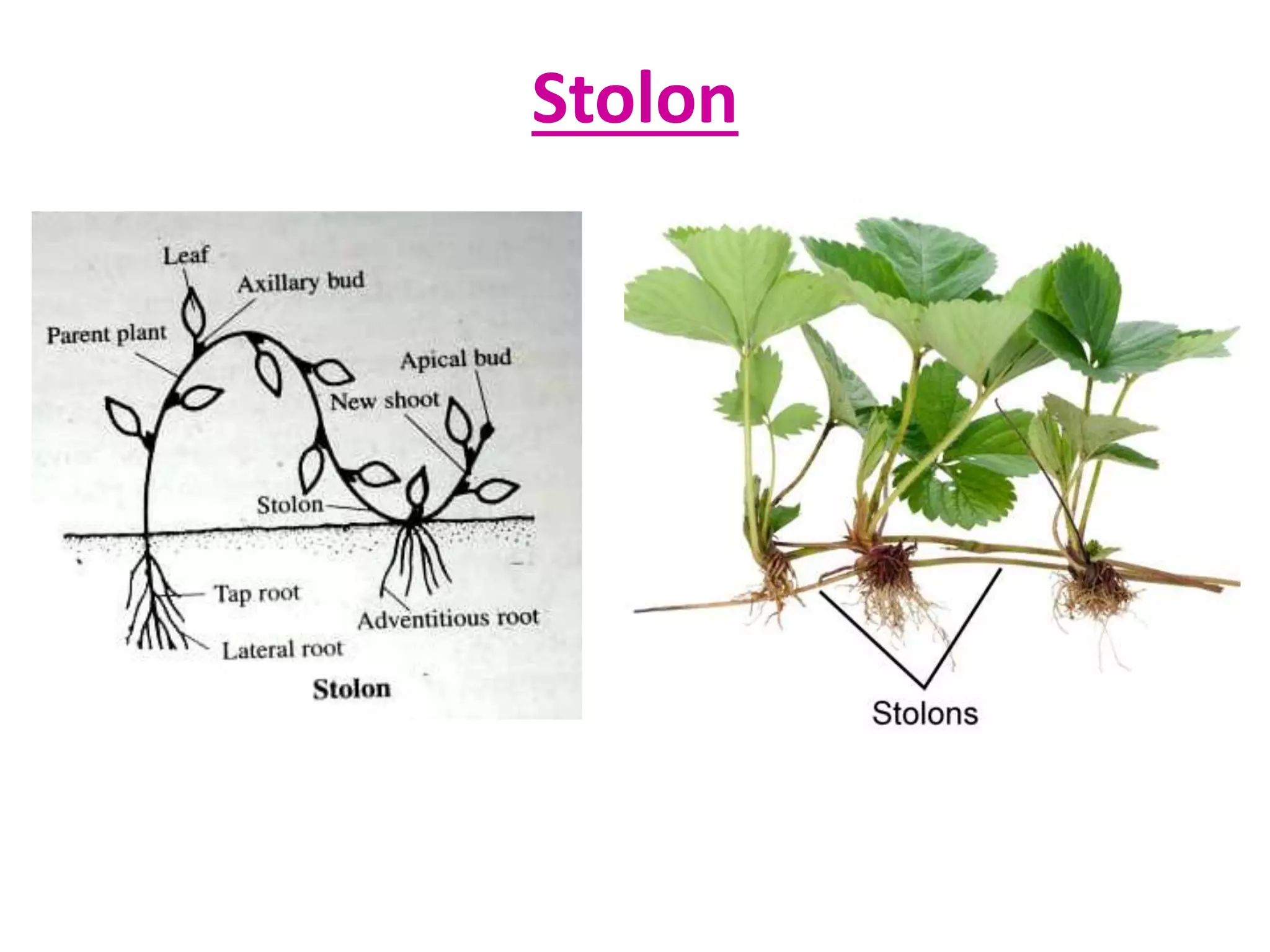 Stem modifications | PPTX