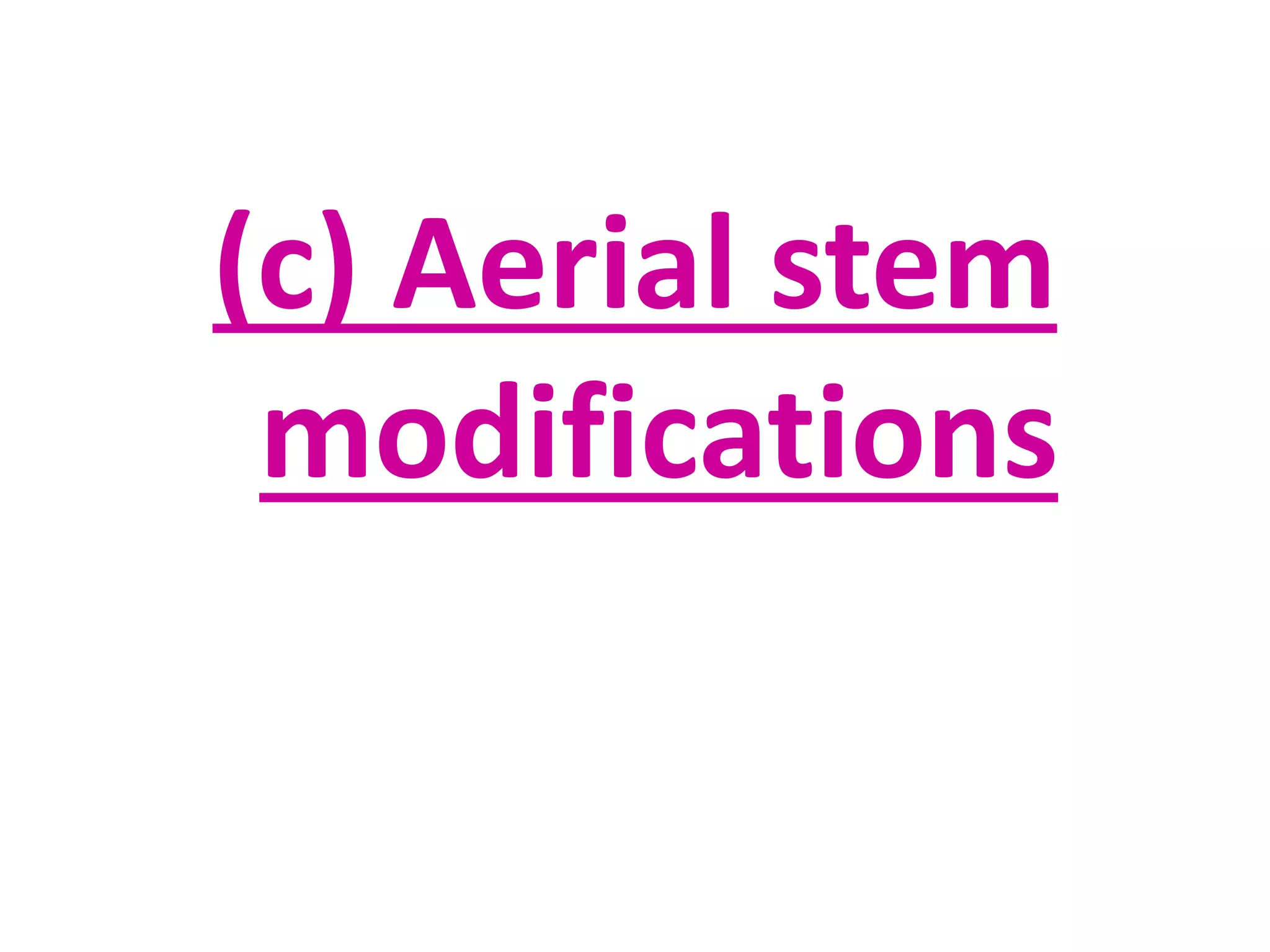 Stem modifications | PPTX