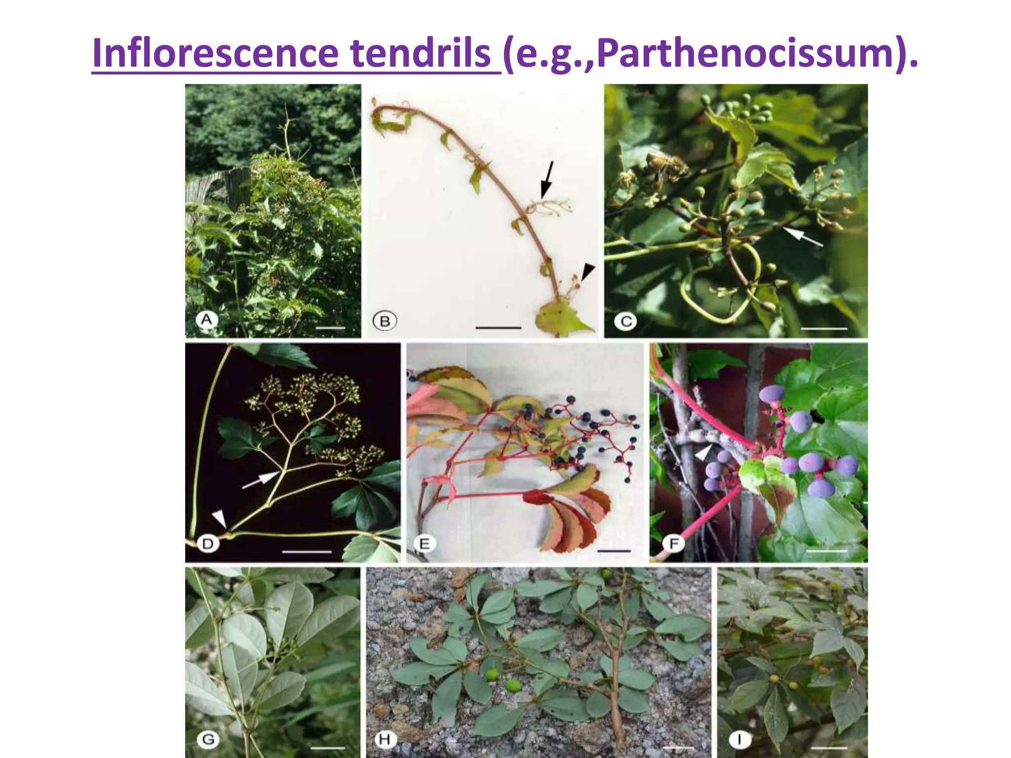 Stem modifications | PPTX