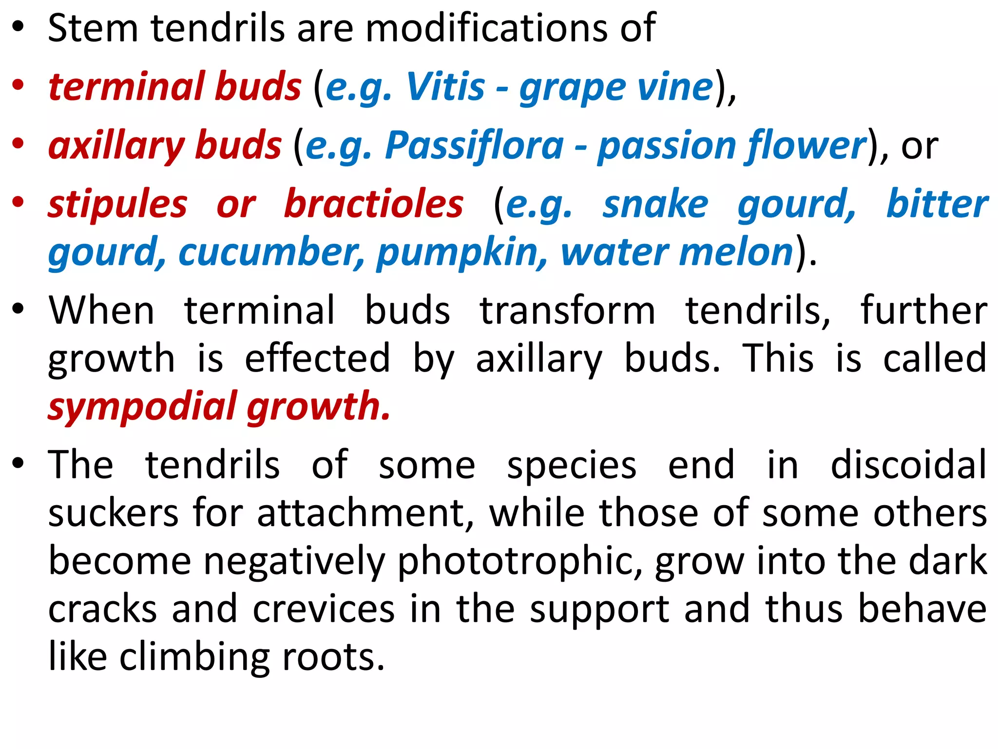 Stem modifications | PPTX