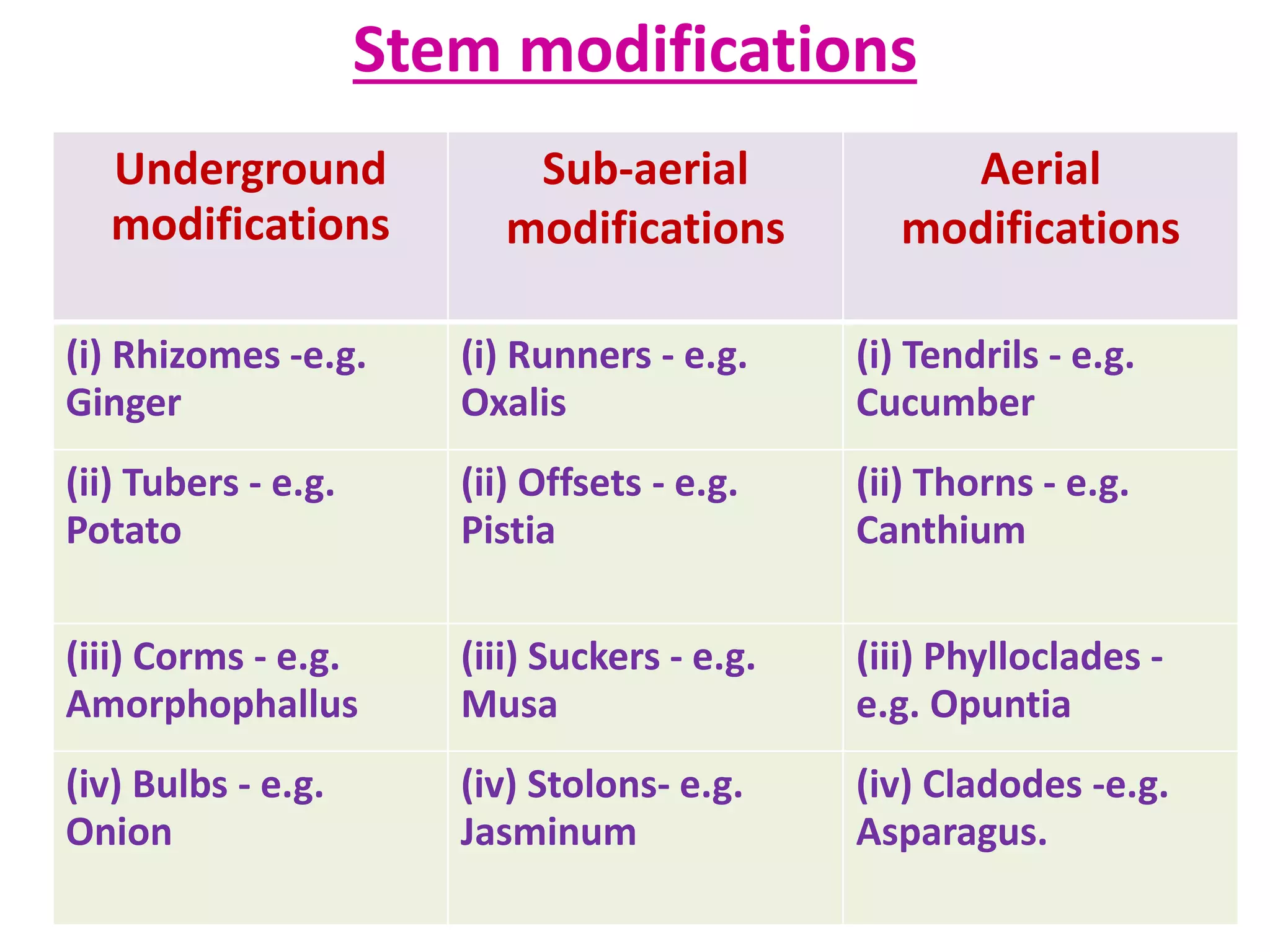 Stem modifications | PPTX
