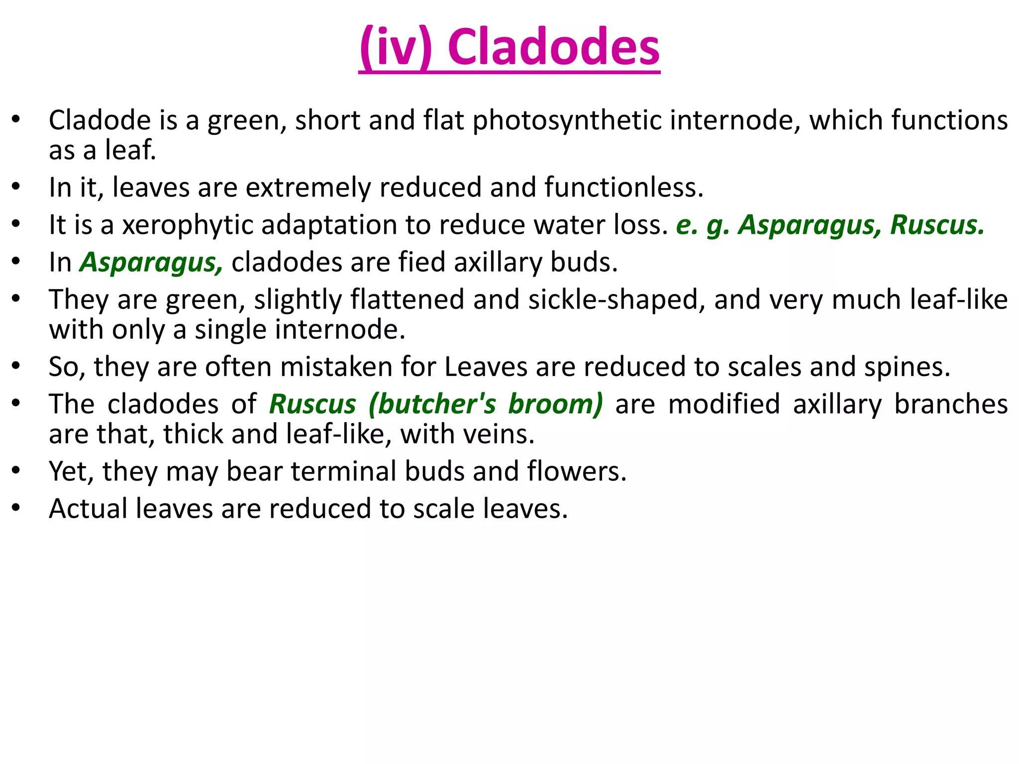 Stem modifications | PPTX