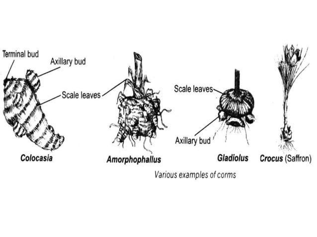 Stem modifications | PPTX